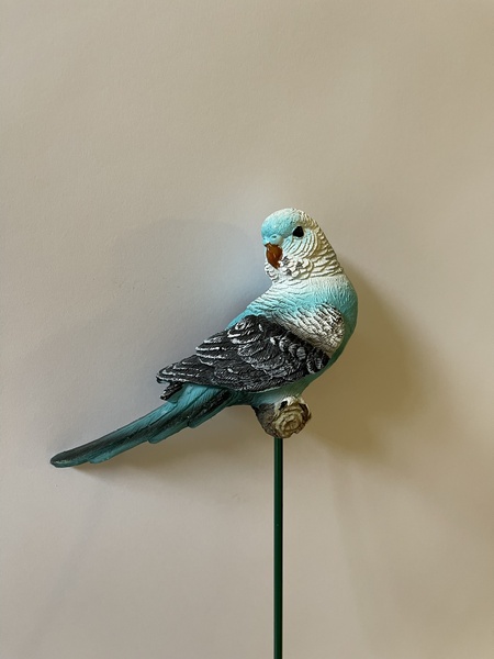 PAPOUŠEK VLNKOVANÝ ANDULKA MODRÁ - ZÁPICH