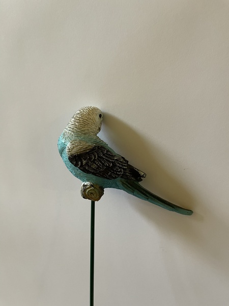 PAPOUŠEK VLNKOVANÝ ANDULKA MODRÁ - ZÁPICH